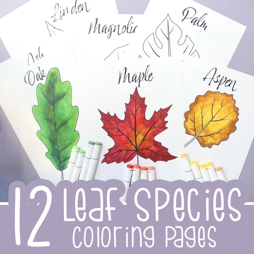Leaf Coloring Pages for Kids & Adults | Maple Oak Aspen Palm Holly ...
