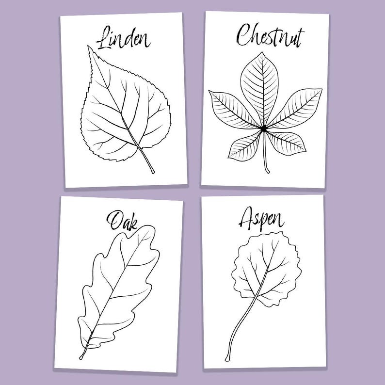 Leaf Coloring Pages for Kids & Adults | Maple Oak Aspen Palm Holly ...