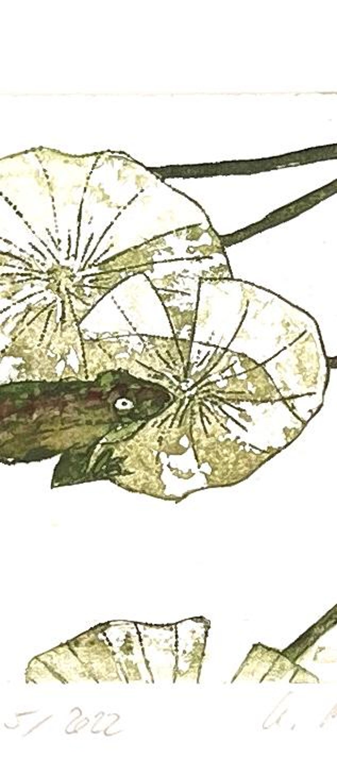 Frog and Water Lily Leaves - Original Etching - Etsy