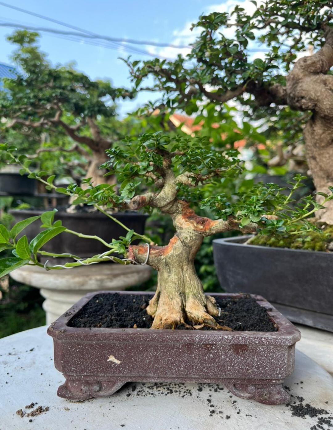 Premna Microphylla # Real Picture # Tree Bonsai ||105|| - Etsy
