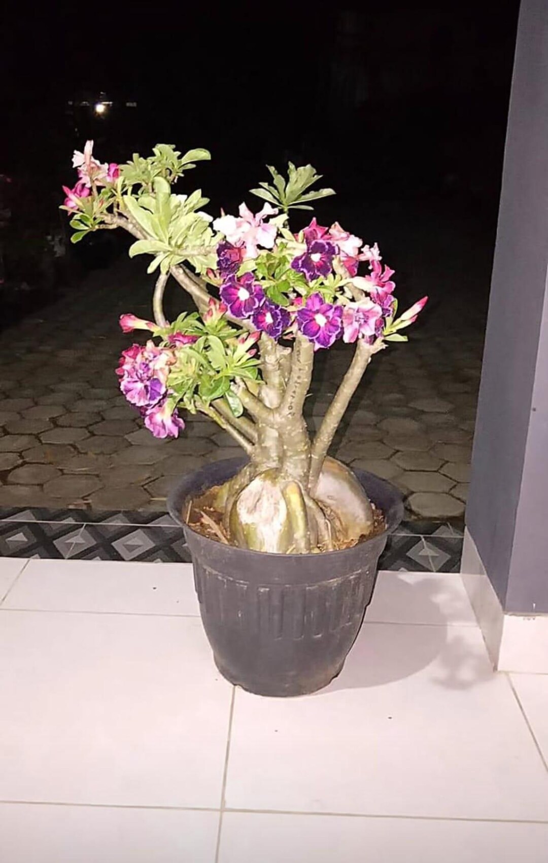 Adenium Arabicum Beauty Flower ||155|| Real Bonsai - Etsy