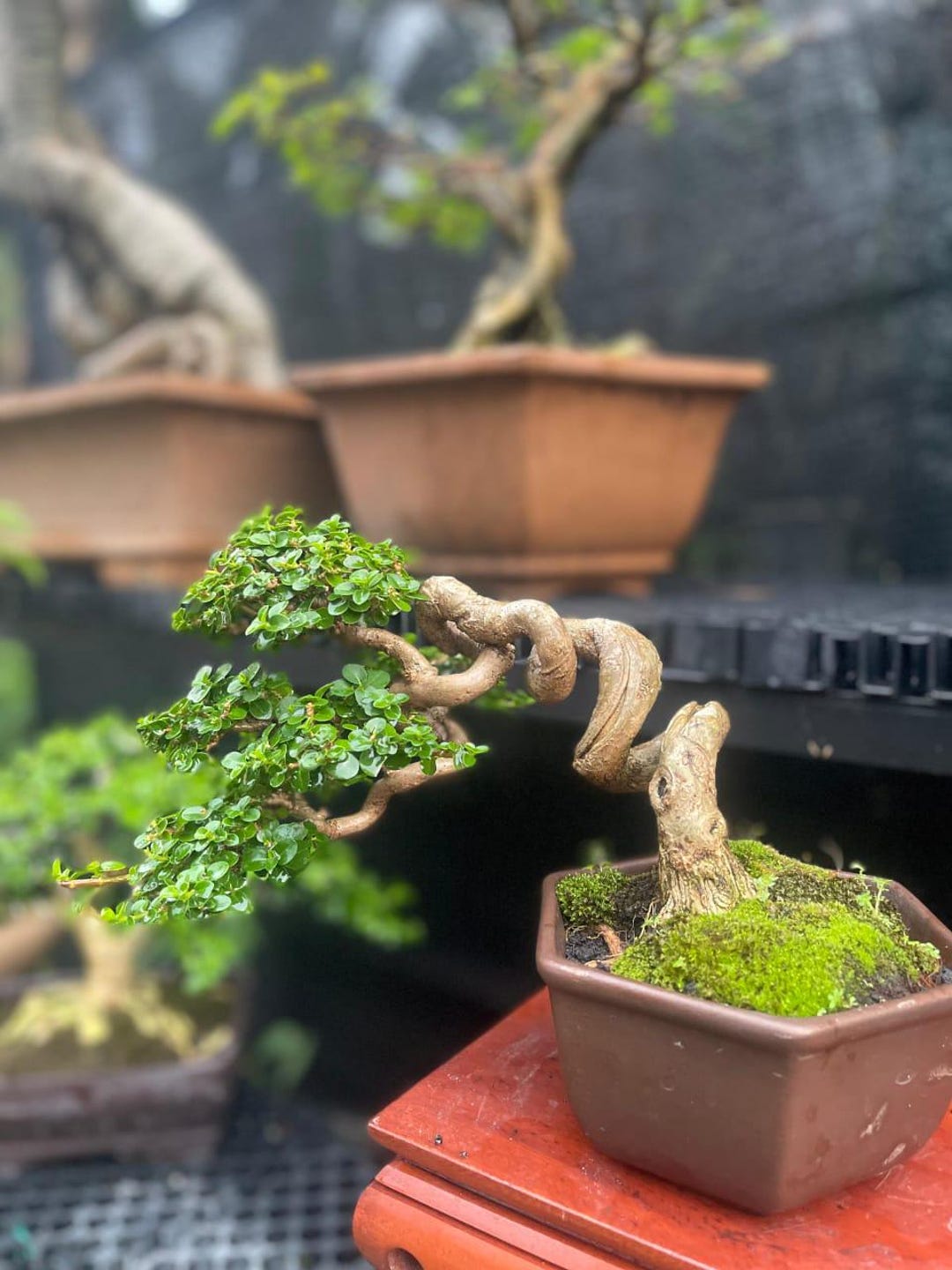 Real Bonsai Premna Microphylla Bonsai Tree || 252 || - Etsy Canada