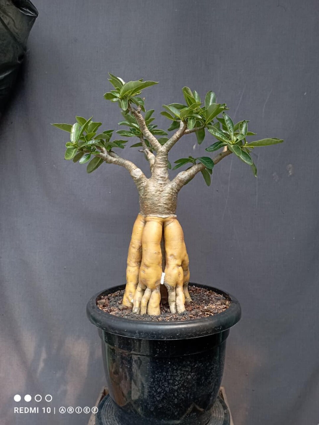 Bonsai Adenium Goldbaum echtes Bild || code 044 || - Etsy.de