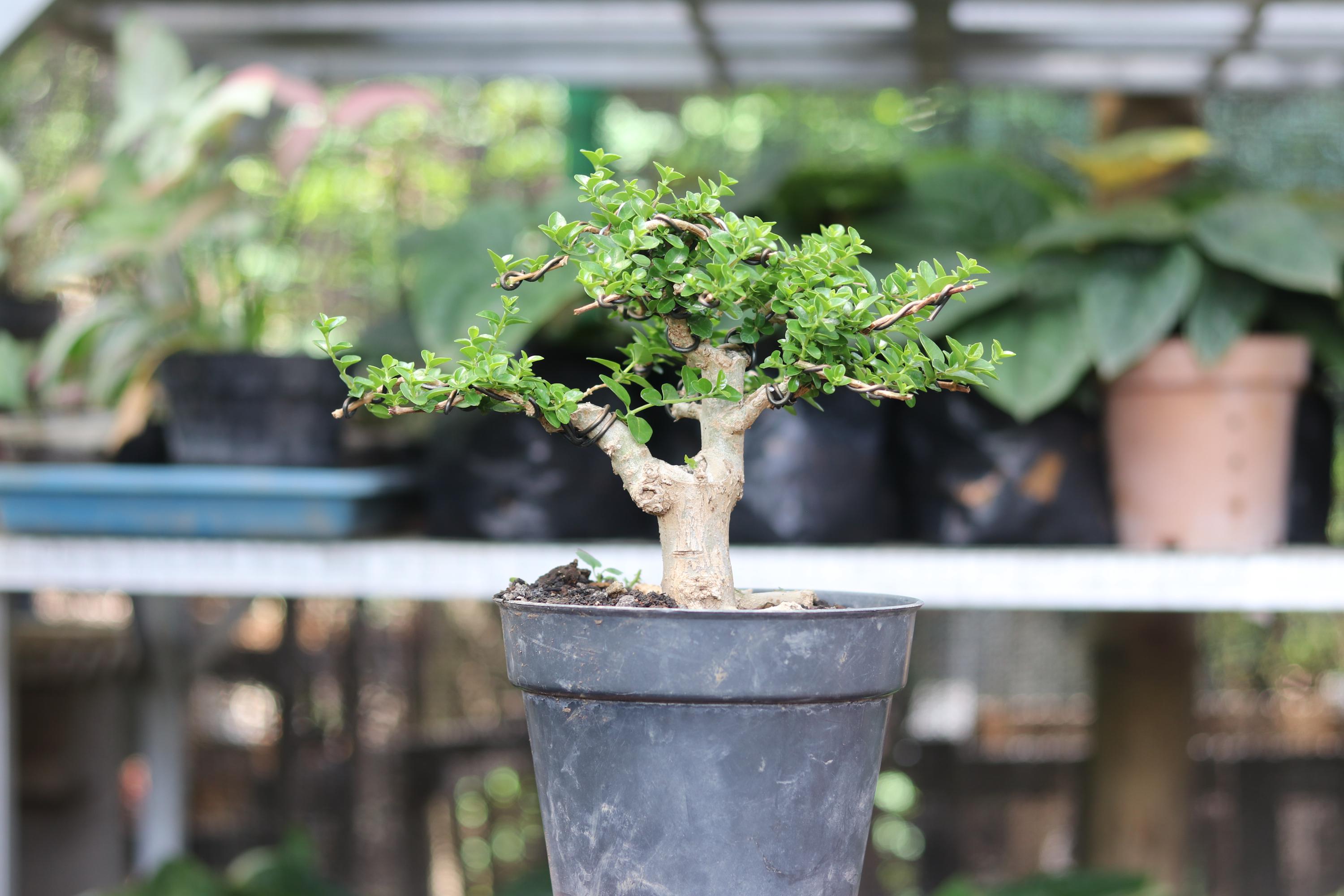 Premna Microphylla Bonsai || Bonsai Tree ||147|| Real Picture - Etsy