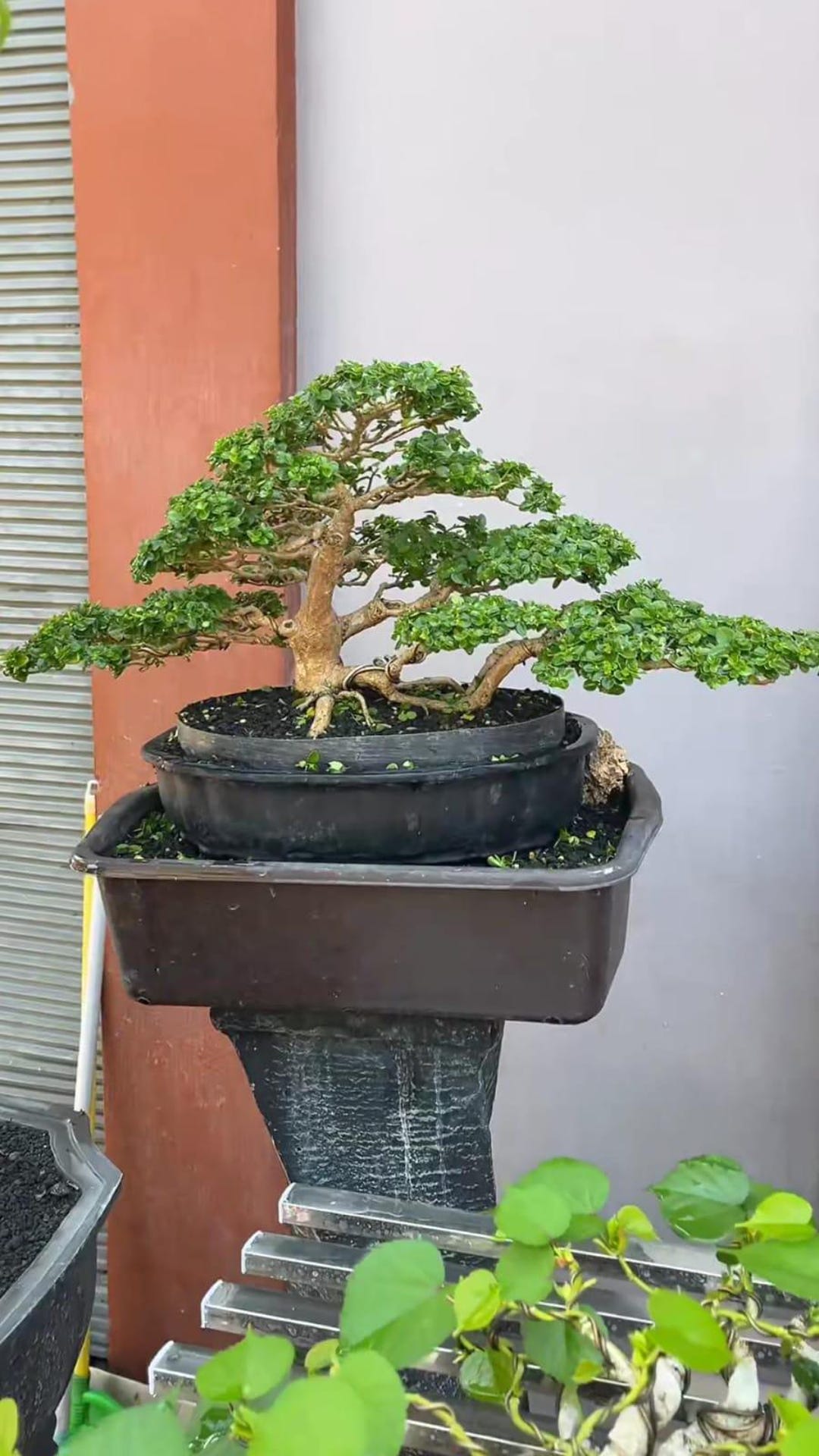 Premna Microphylla Beauty Tree Rare - Bonsai Tree ||169|| - Etsy