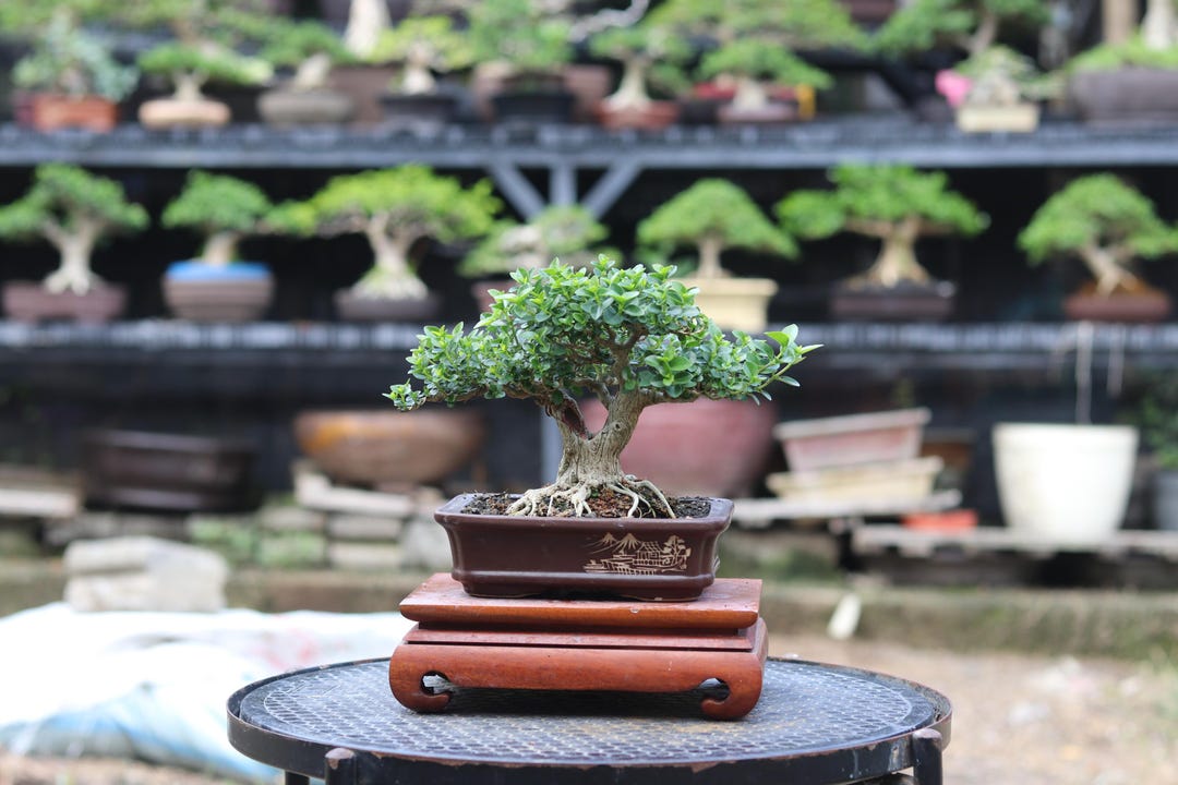 Premna Microphylla Bonsai Bonsai Tree ||139|| Real Pict - Etsy