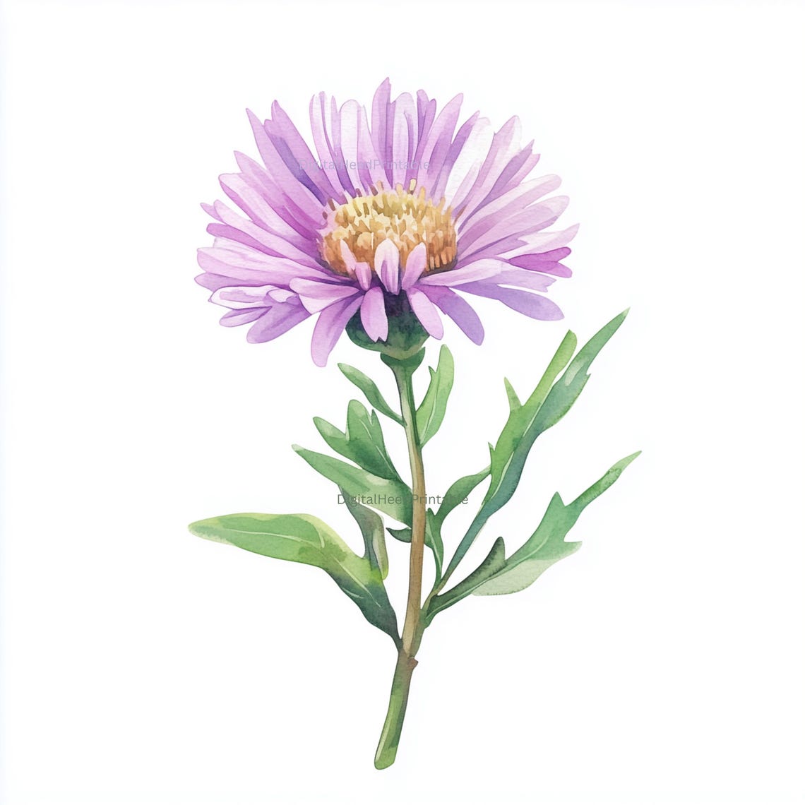 23 Watercolor Aster Flower Clipart: Rustic Meadow (PNG & JPG Digital ...