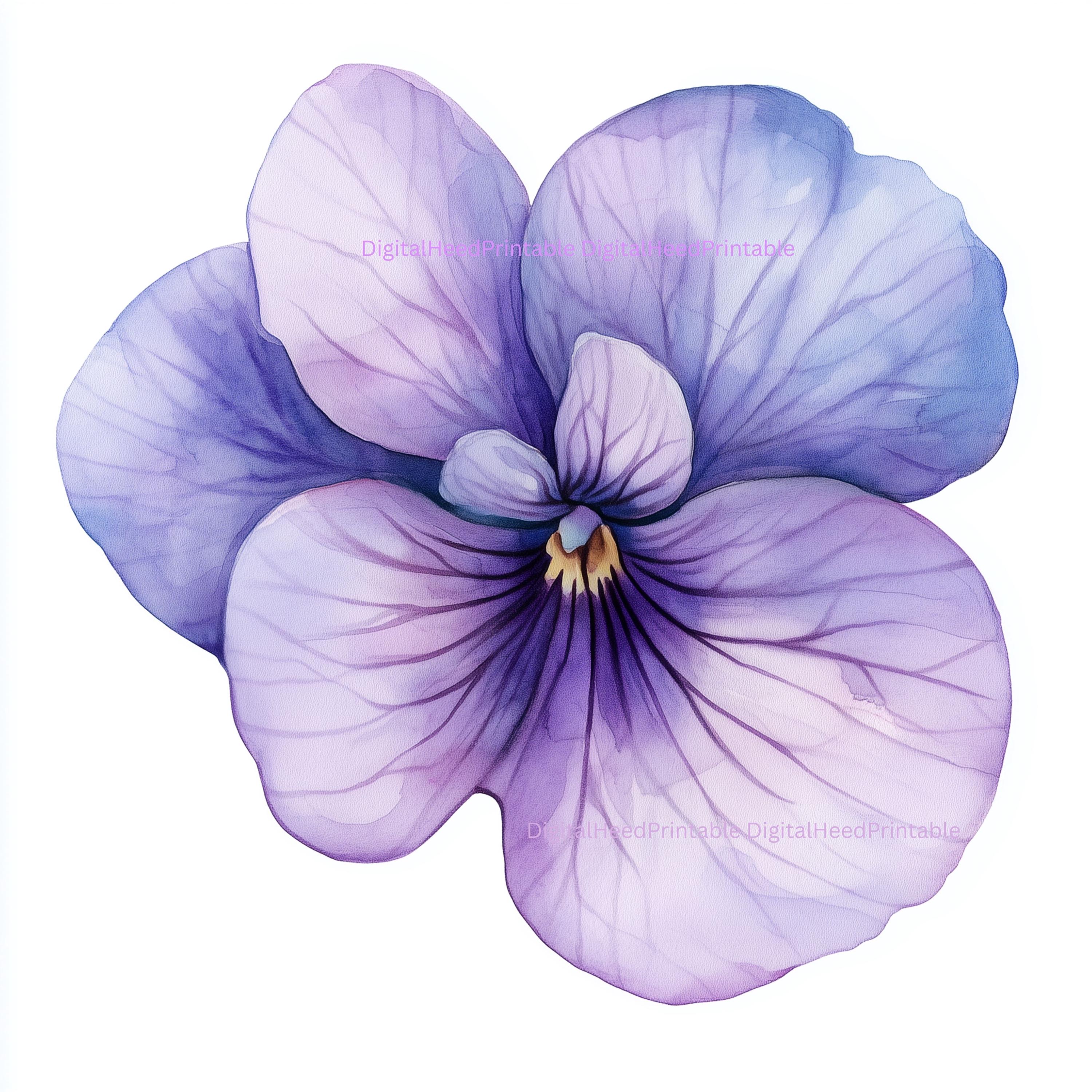 15 Watercolor Violet Flower Clipart: Purple Floral Illustrations (PNG ...