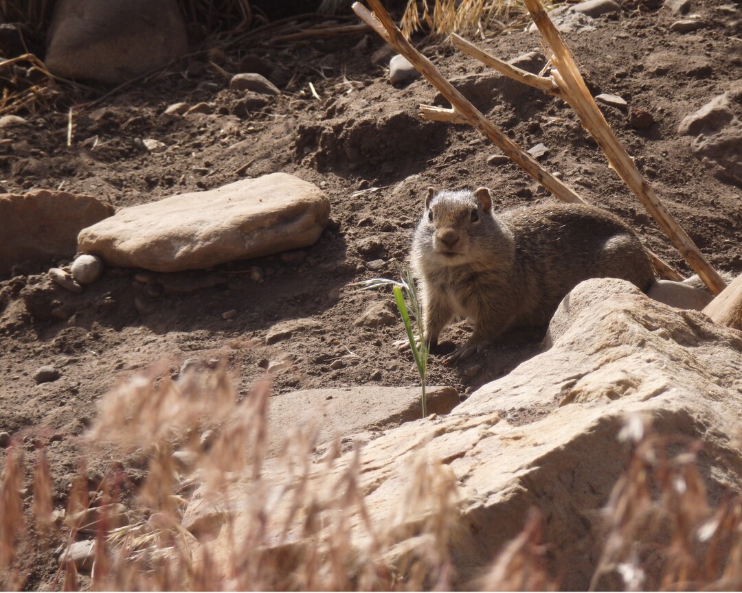 Prairie Dog Digital Photograph, Desktop Wallpaper, Photos, Wall Art ...