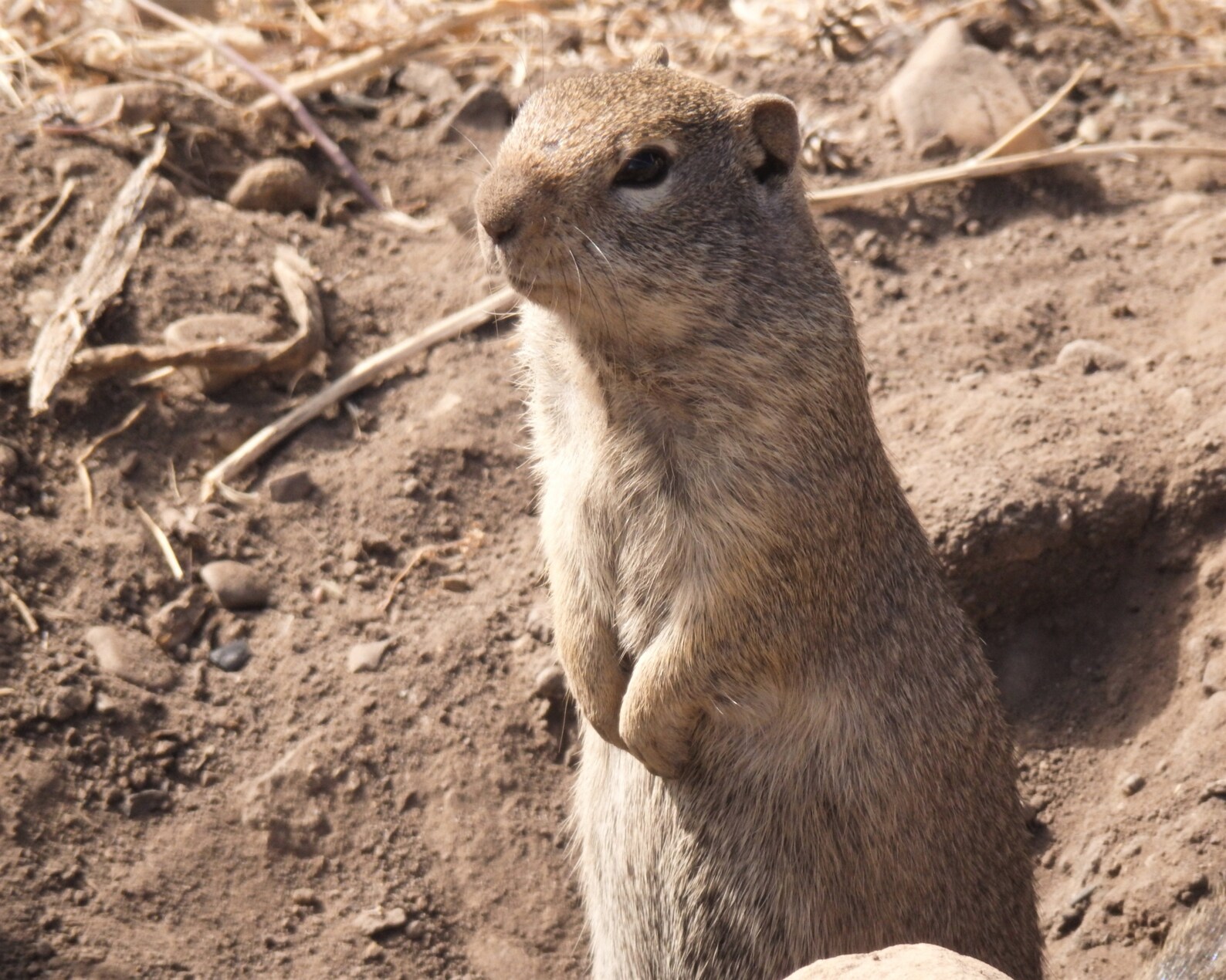 Prairie Dog Digital Photograph, Desktop Wallpaper, Photos, Wall Art ...