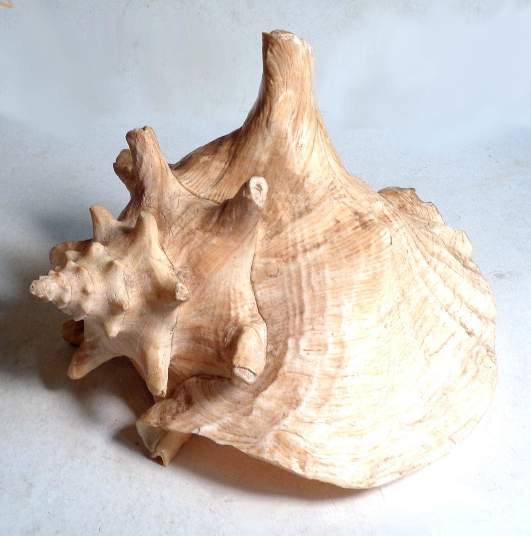 Decorative Large Conch Shell #3 - Damaged Spines Sold as is - Approx. 8 ...