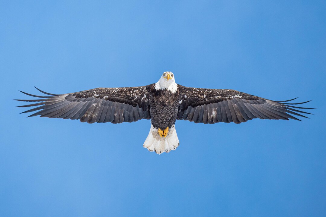 A Bald Eagle Soars Overhead Looking Down From Above | Giclee, Canvas ...