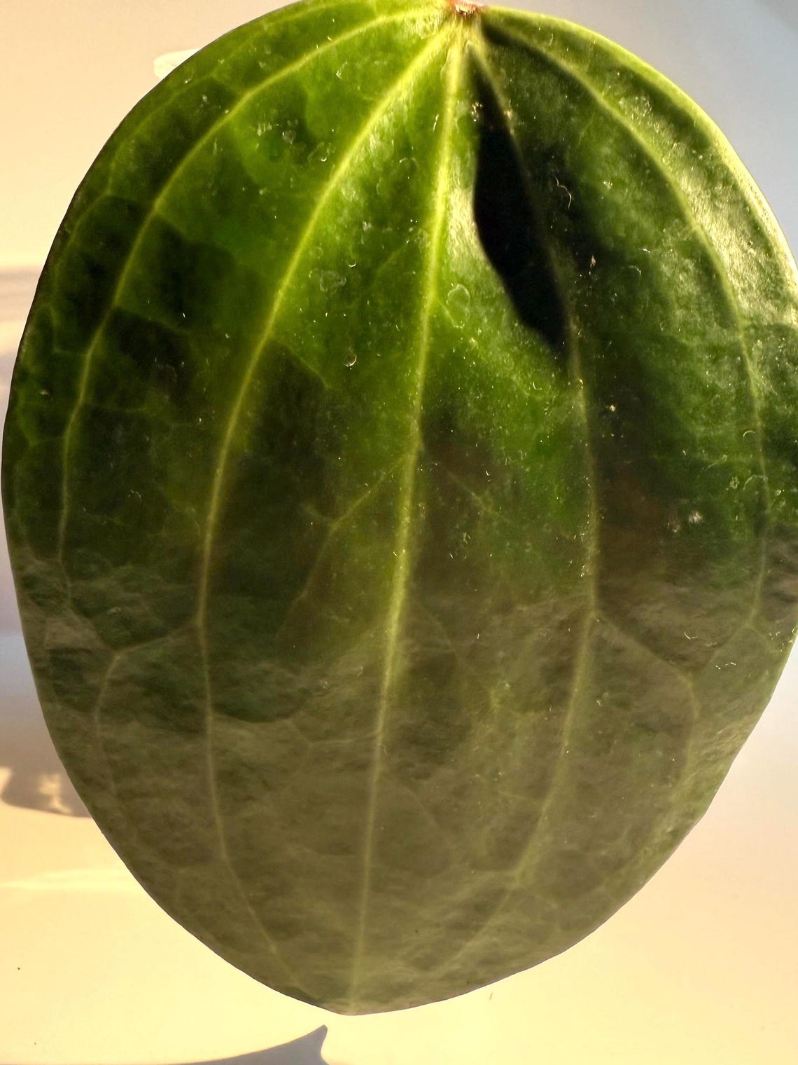 Very Huge Leaf Hoya Latifolia Dinner Plate Rooted Healthy Thriving in ...