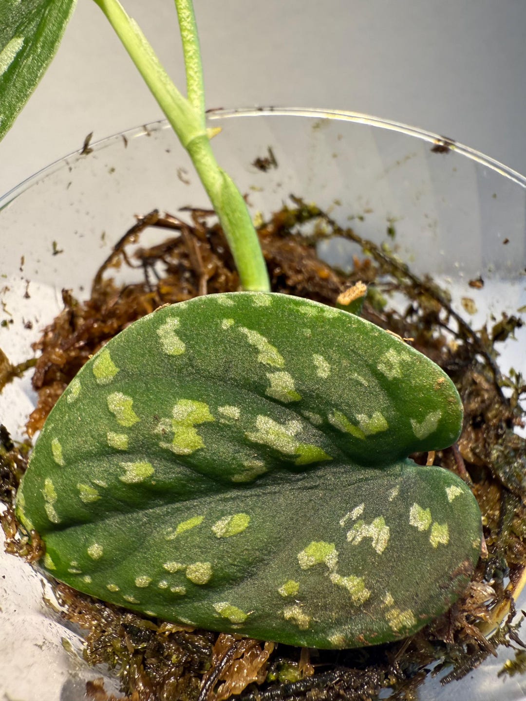 Scindapsus Tricolor With 2 Mature Leaves + 1 New Leaf Emerging Strong ...