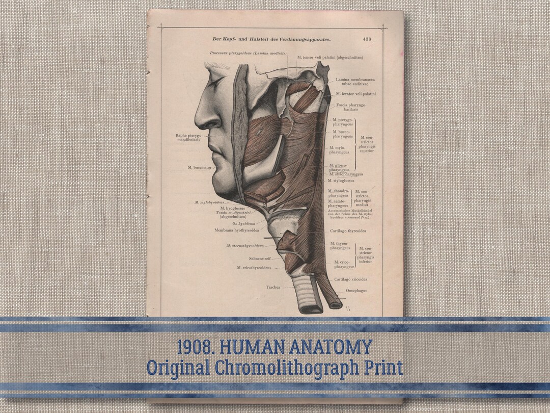 Human Anatomical Plate Head & Neck Chromolithograph Antique Original ...