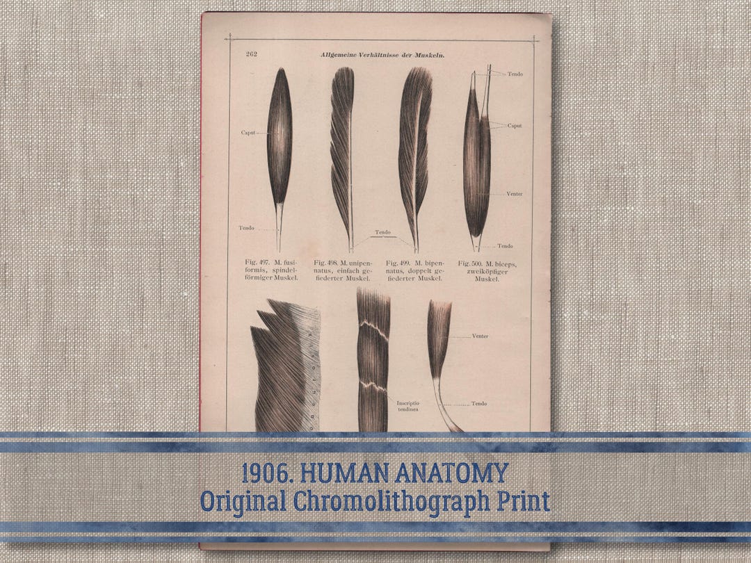 Human Anatomy Forms of Muscles Original Chromolithograph Print C.1908 ...
