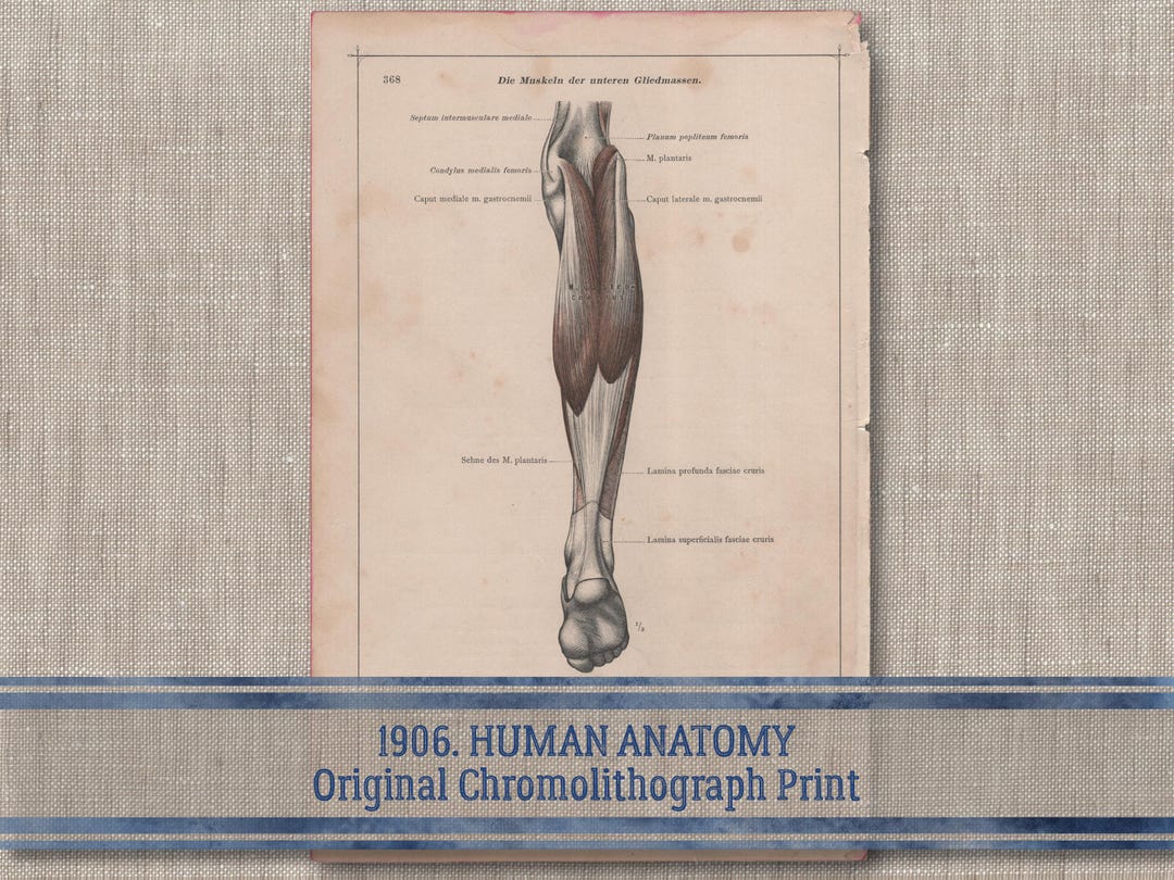 Human Anatomy Leg Muscle System Antique Lithograph Print Anatomischer ...