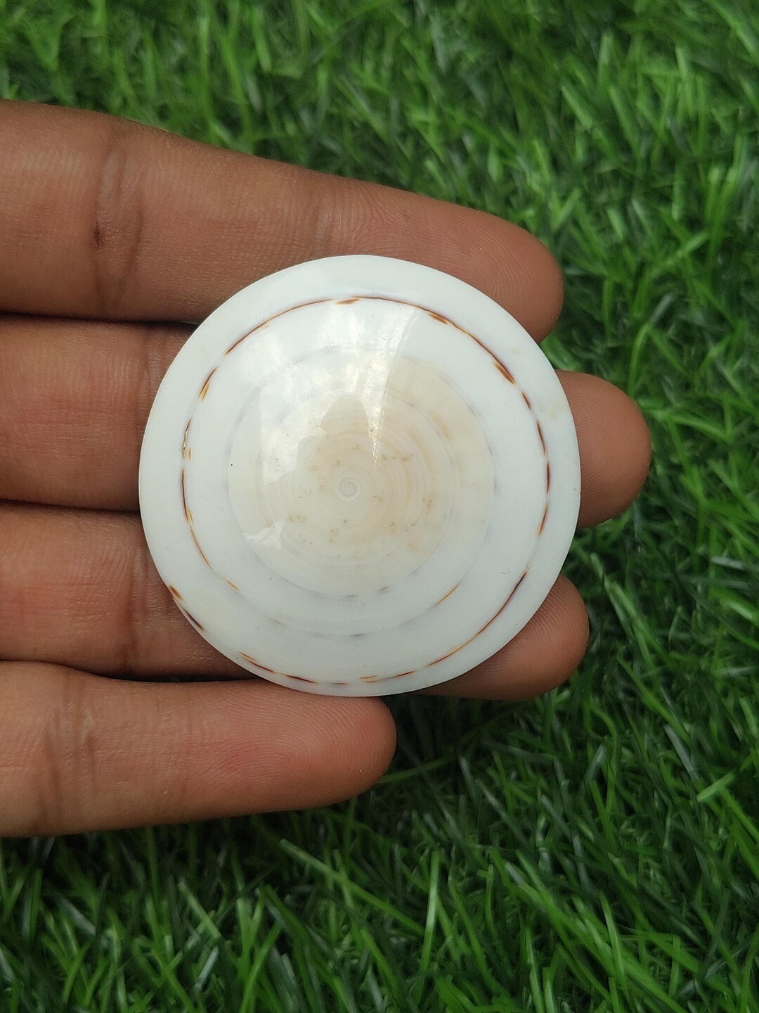 Natural Shiva Eye Shell (gomati Chakra), Sacred Seashell for Healing ...