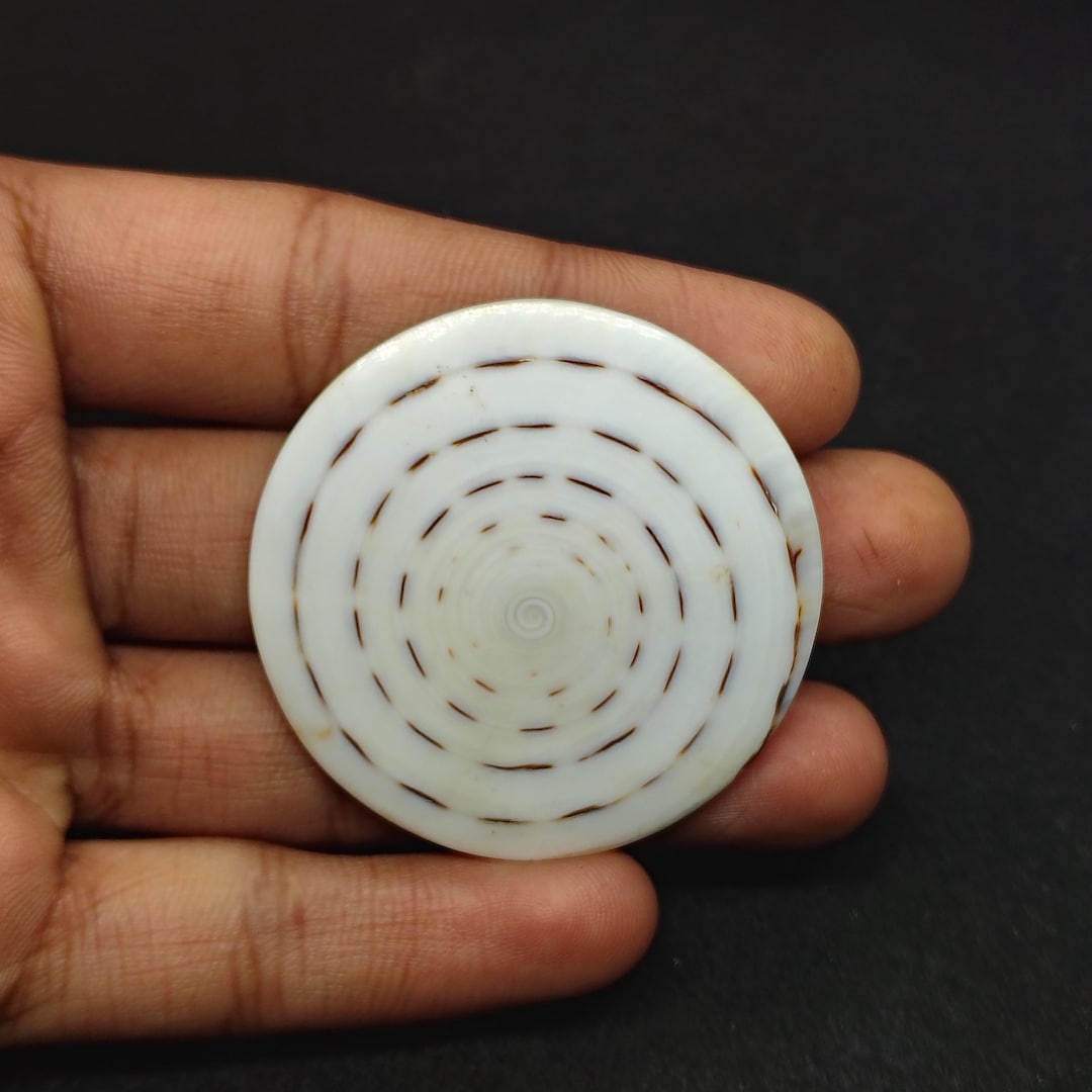 Natural Shiva Eye Shell (gomati Chakra), Sacred Seashell for Healing ...