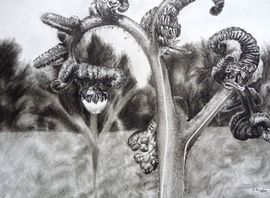 Charcoal Pencil Drawing of a Fern With Water Droplets, Black and White ...