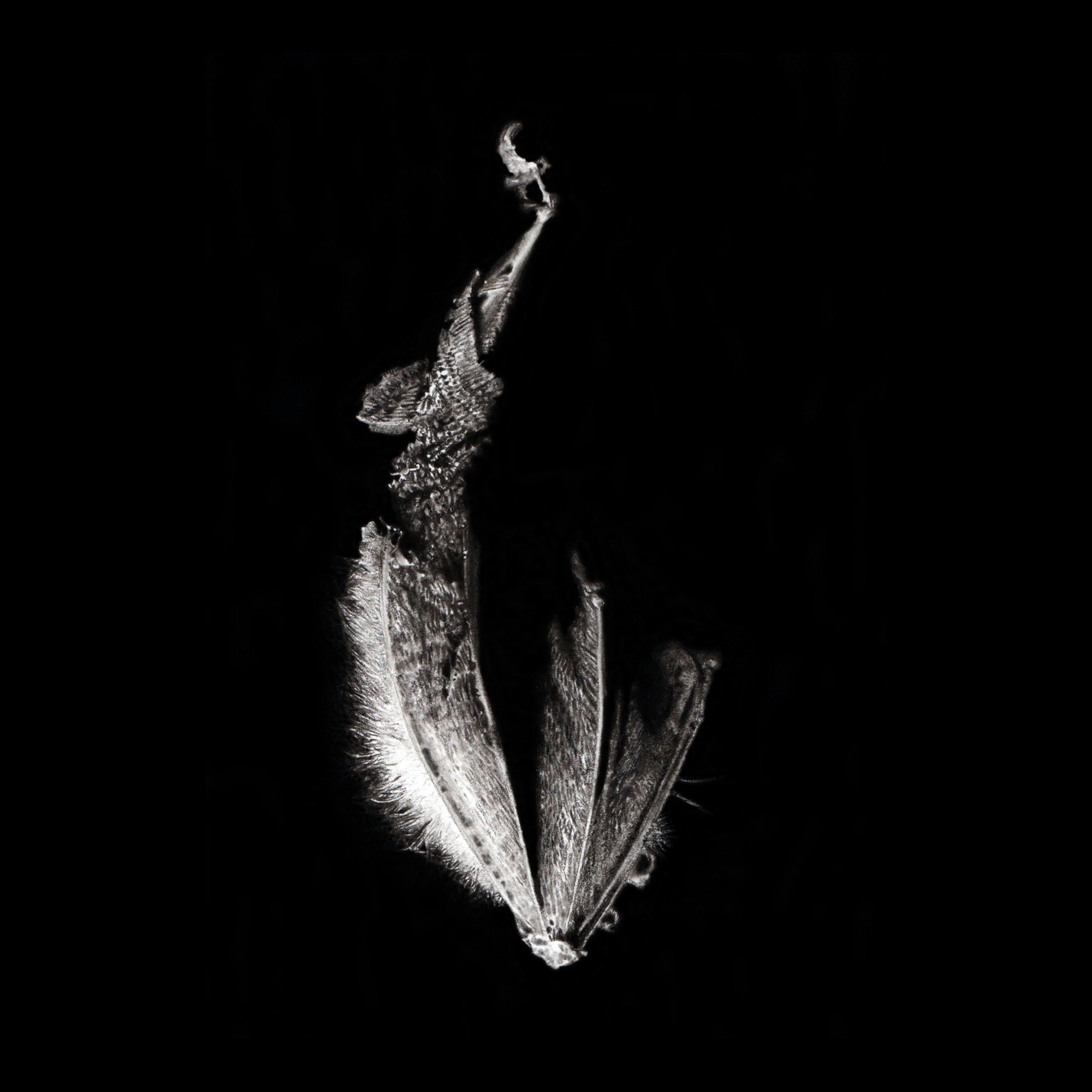 Hanging Bat Fine Art Print With Mount, Bat Art, Bat Picture, Gothic ...