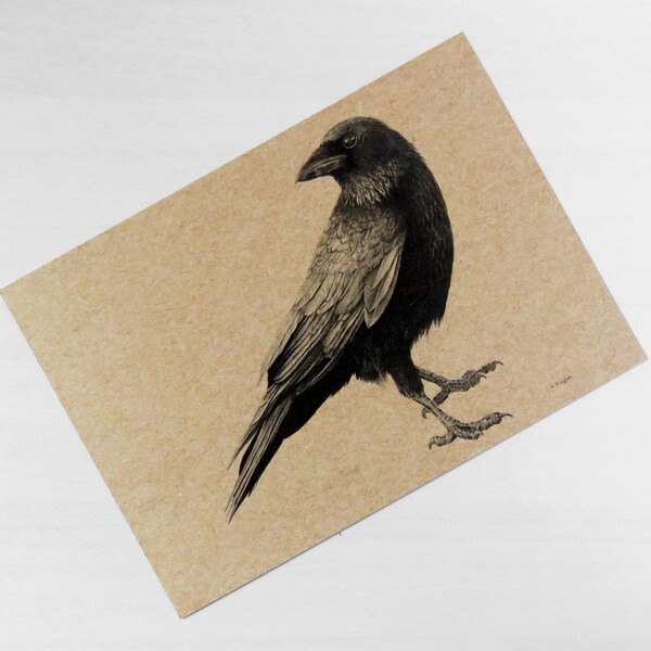 Jackdaw Original Charcoal Sketch, Original Art, Charcoal Drawing ...