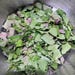 Dried Goosefoot, Lamb’s Quarters, Wild Spinach | Herbal Tea, Culinary ...