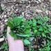 Dried Goosefoot, Lamb’s Quarters, Wild Spinach | Herbal Tea, Culinary ...