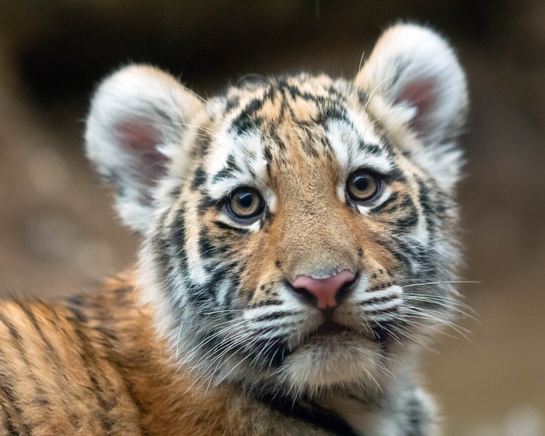 Tiger Cub - Print - Etsy