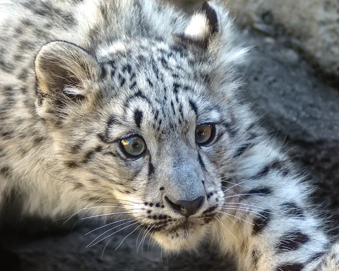 Snow Leopard Cub - 8 X 10 Closeup - Etsy