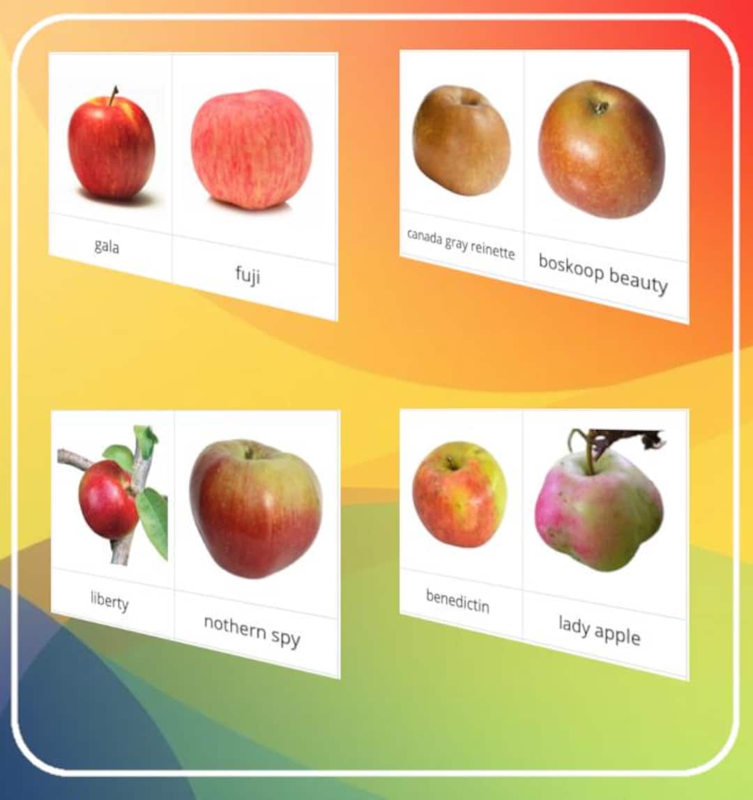 Montessori - Flash Cards Set for 36 Varieties of Apples - Etsy
