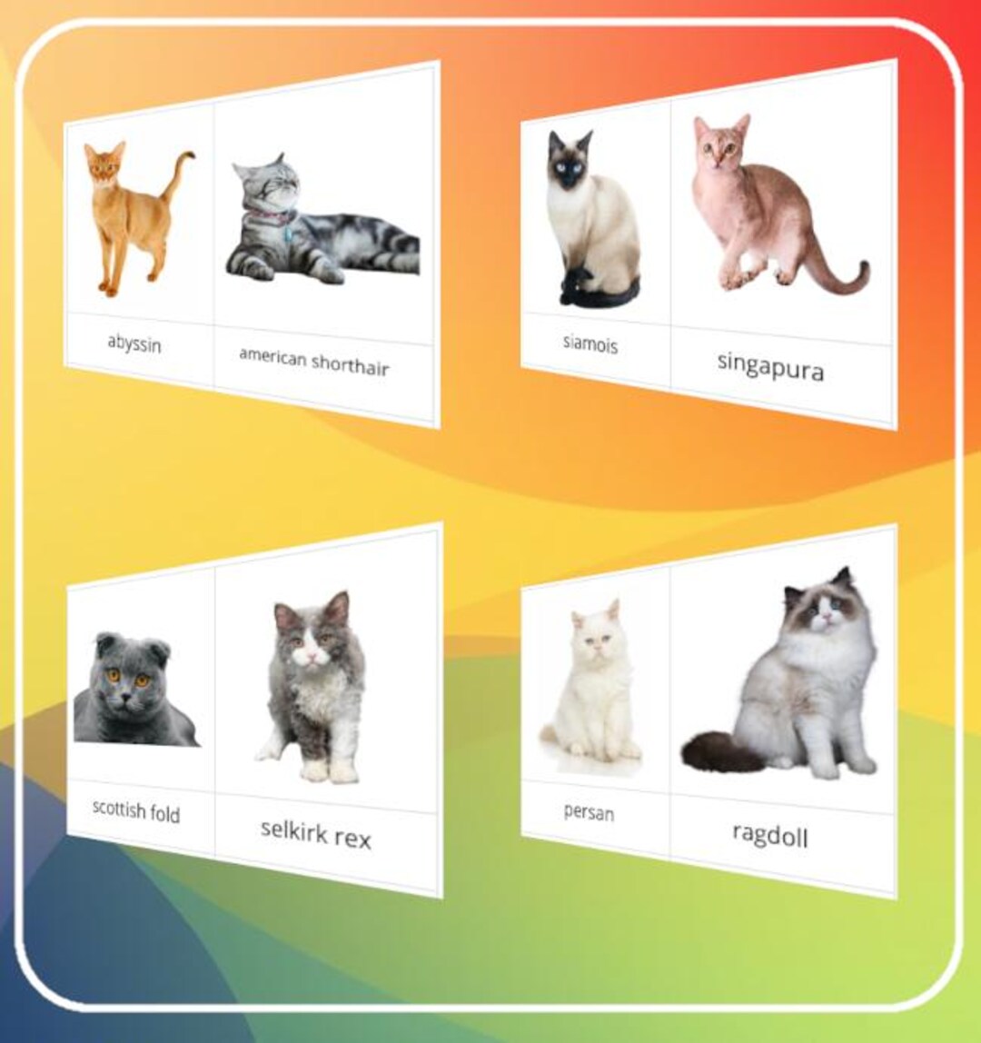 Montessori - 54 Cat Breeds Nomenclature Card / Script and Cursive - Etsy