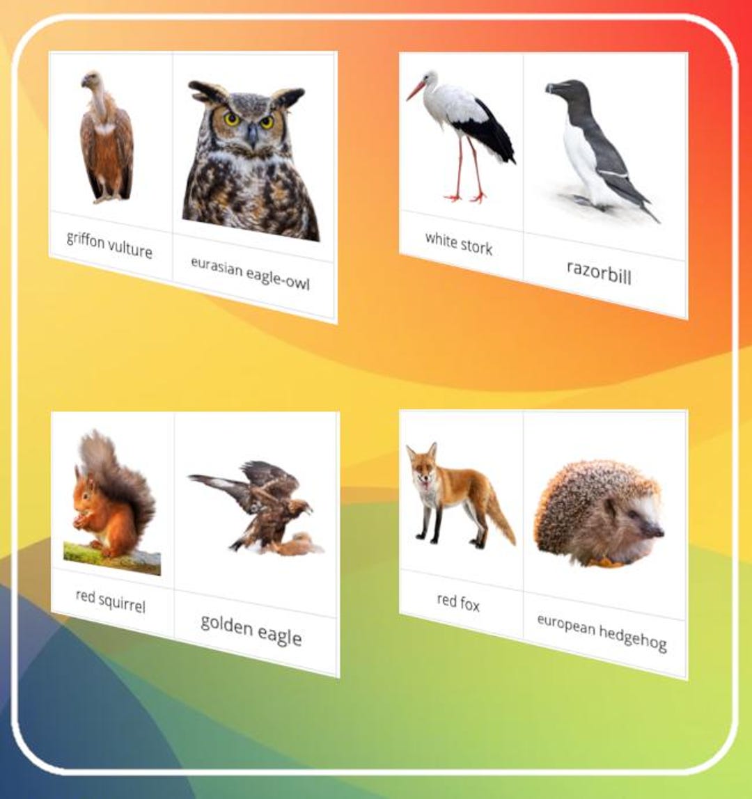 Montessori - Flashcards Set for 27 Types of European Animals - Etsy