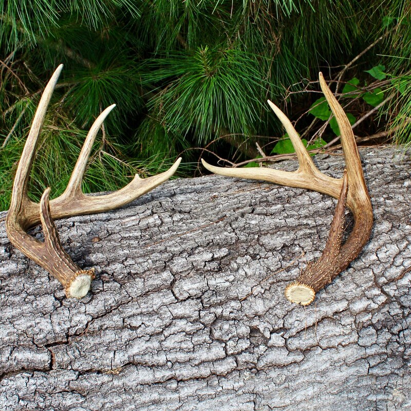 Real Deer Antlers - Etsy