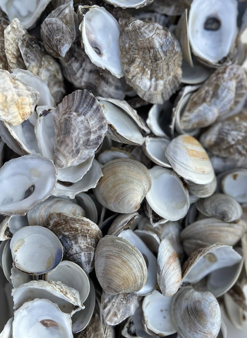 Natural Oyster Shells and Clam Shells: Cleaned Crafting Shells, Coastal ...