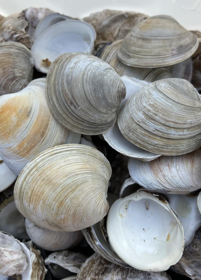 Natural Oyster Shells and Clam Shells: Cleaned Crafting Shells, Coastal ...