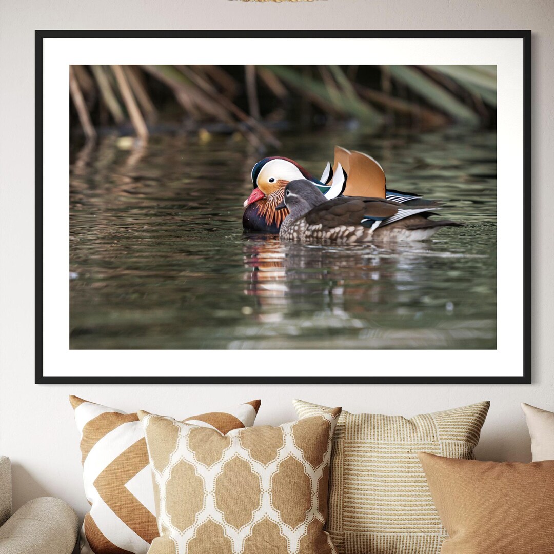 Mandarin Duck & Goth GF Wall Art Photo Print, British Bird Print ...