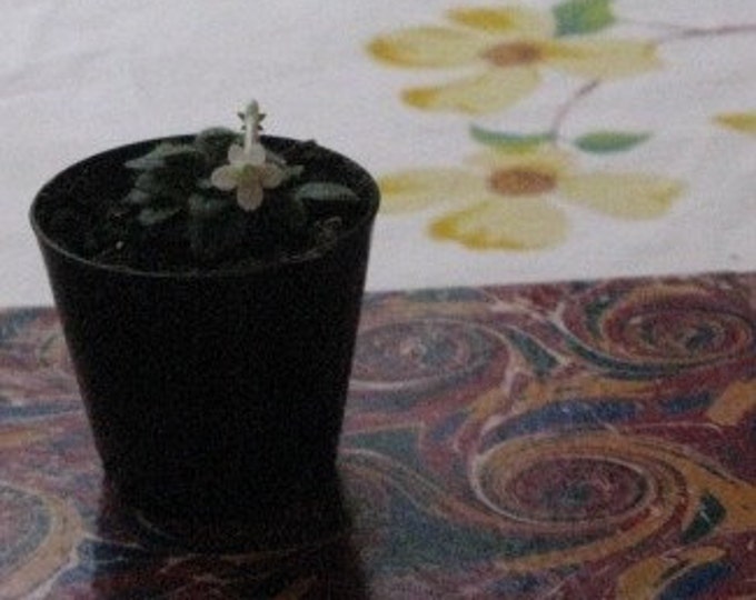 Micro Mini Sinningia Pusilla 'white Sprite' - Etsy