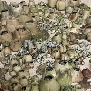 Barnacles, Ocean Style, Coastal, Beach Life Decor, Crafts, Barnacle ...