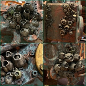 Barnacles, Ocean Style, Coastal, Beach Life Decor, Crafts, Barnacle ...