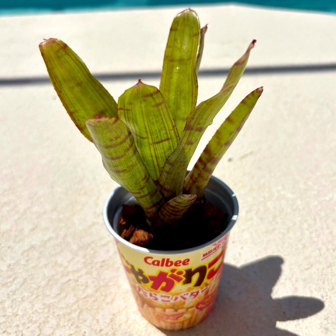 Neoregelia ‘life Force’ – Compact, Colorful Bromeliad in Calbee Pot - Etsy