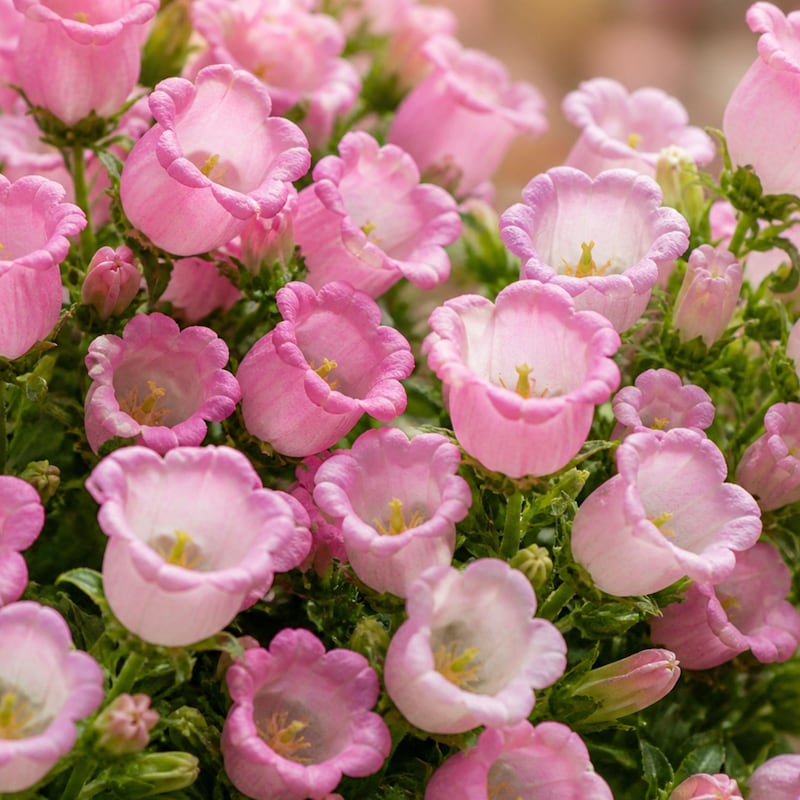 Bell Flowers Pink - Etsy