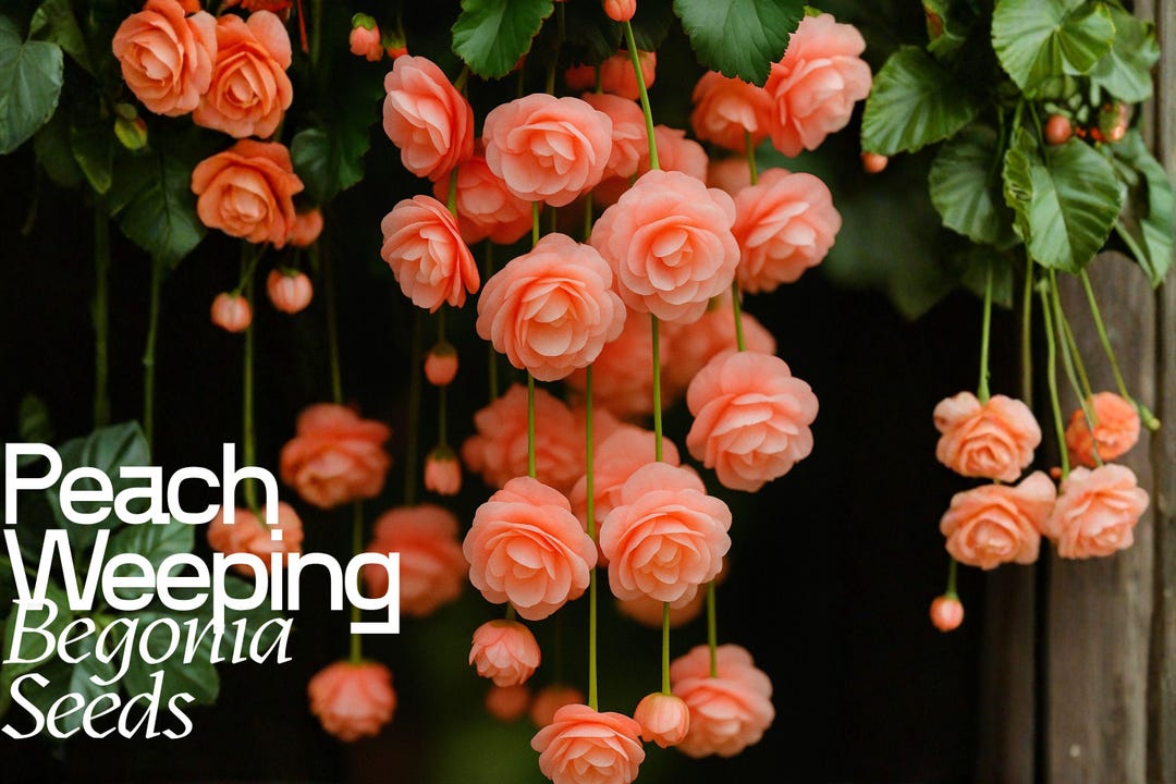Peach Weeping Begonia Seeds – Rare Hanging Flower – Trailing Blooms for ...