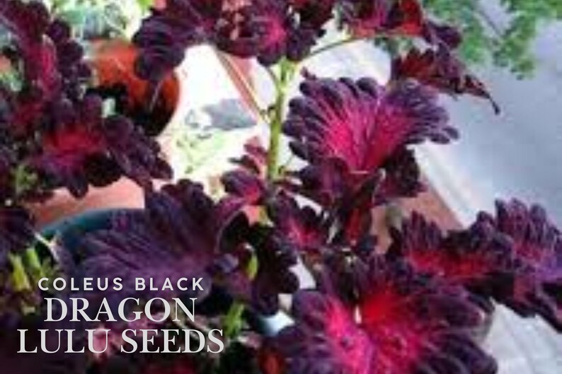 25 Coleus Black Dragon Lulu Seeds – Rare Dark Foliage – Shade Garden or ...