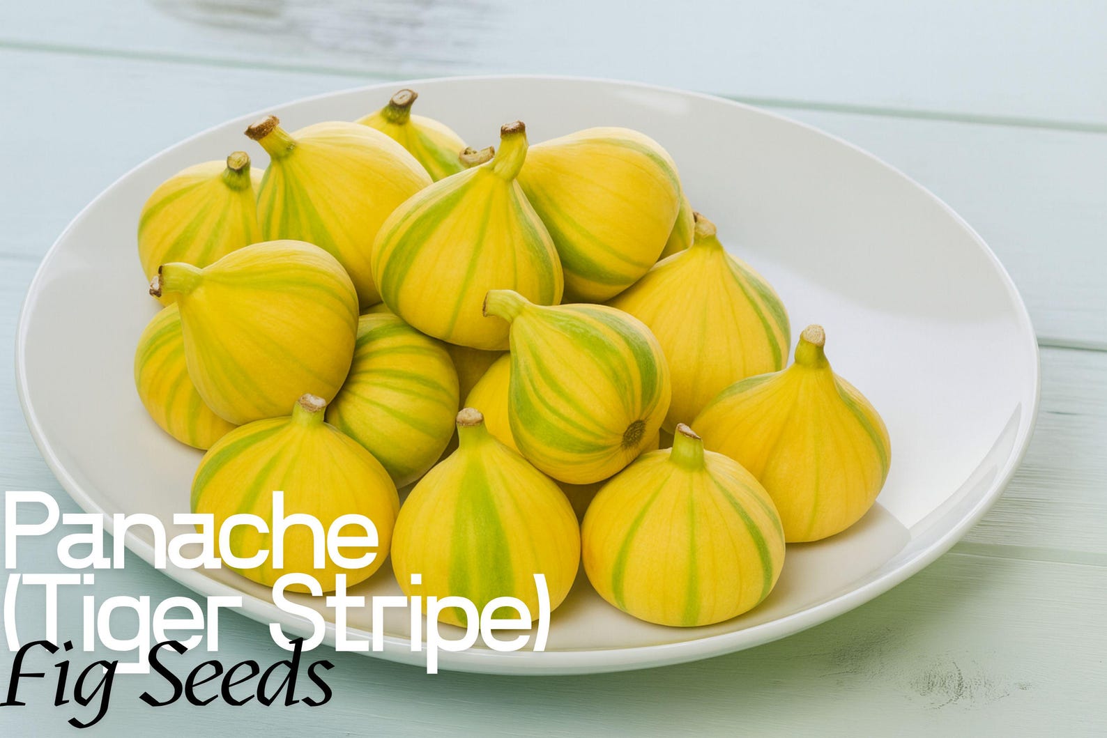 Panache Tiger Stripe Fig Seeds Striped Fruit Tree 100 Seed Pack - Etsy