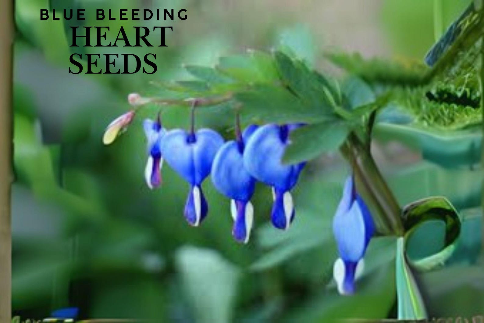 25 Blue Bleeding Heart Seeds - Rare Shade Flower - Heart Shaped Blue ...
