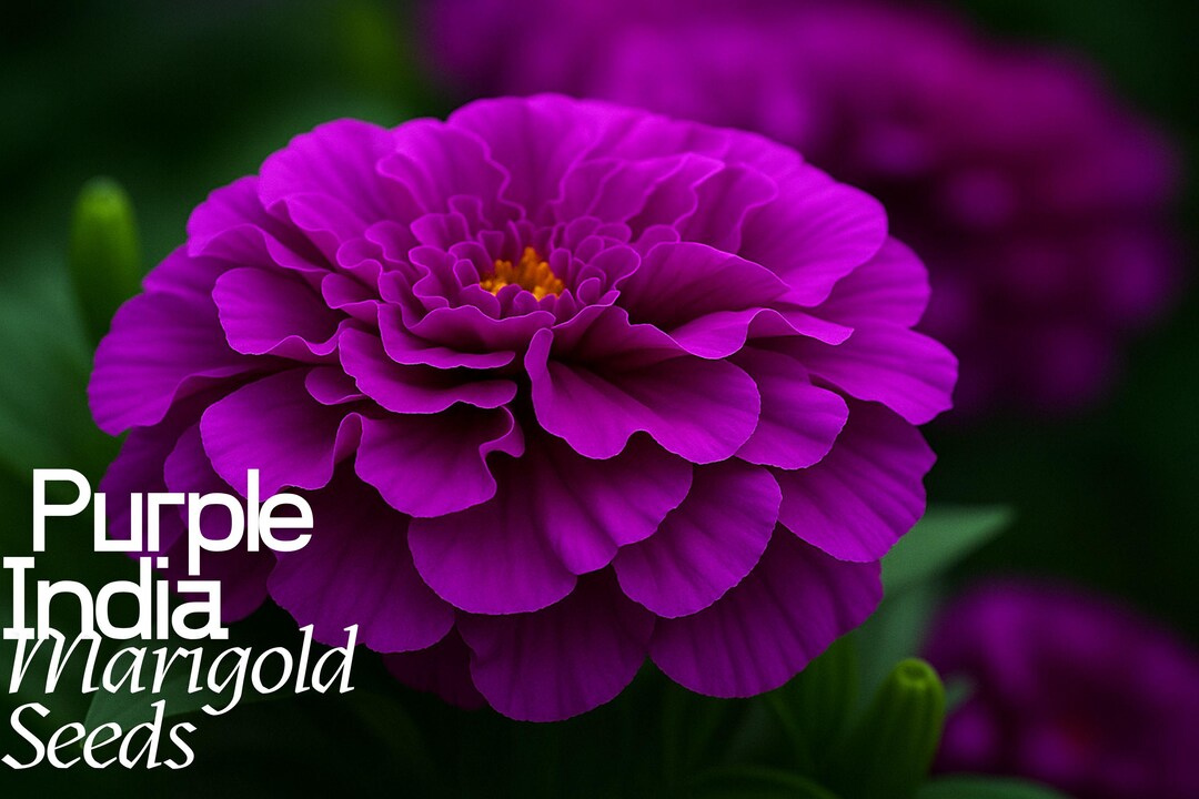 Purple India Marigold Seeds – Rare Flower Variety – Bright Annual ...