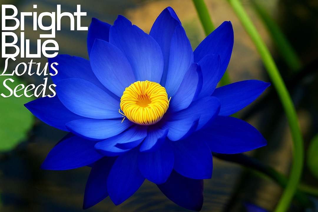 Bright Blue Lotus Seeds – Nelumbo Nucifera – Hardy Tropical Water Lily ...