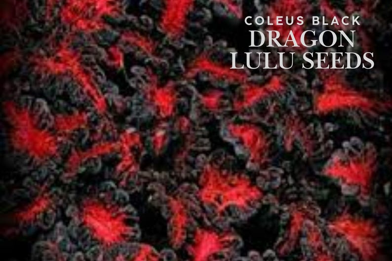 25 Coleus Black Dragon Lulu Seeds – Rare Dark Foliage – Shade Garden or ...