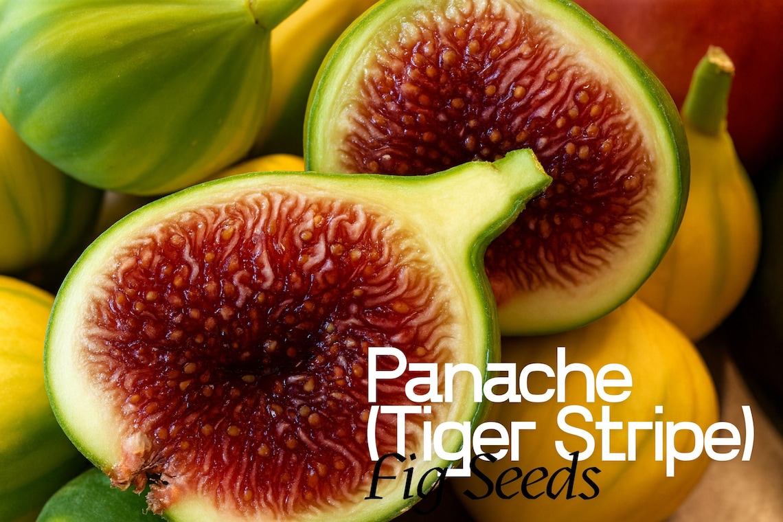 Panache Tiger Stripe Fig Seeds Striped Fruit Tree 100 Seed Pack - Etsy